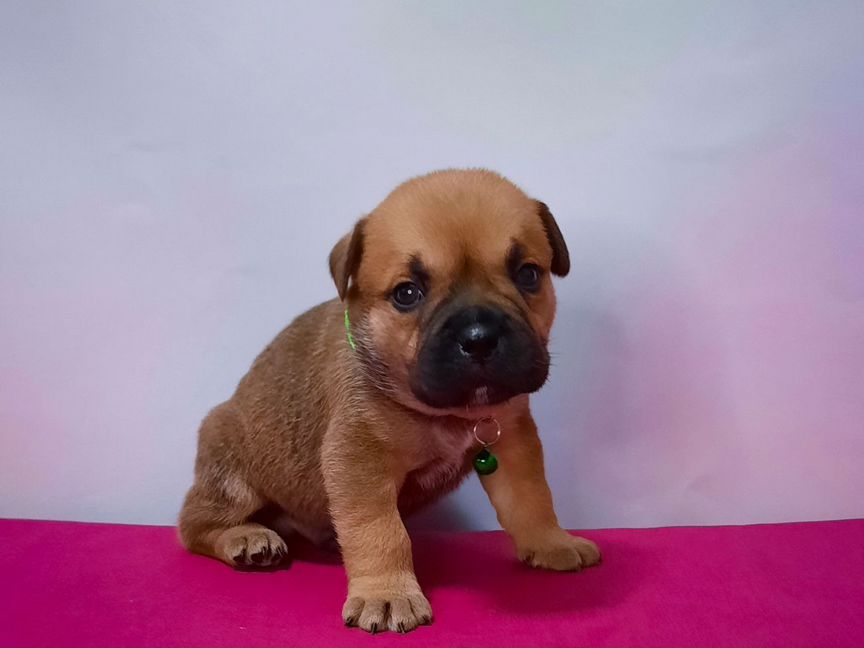 Малыш ка де бо (доставка)