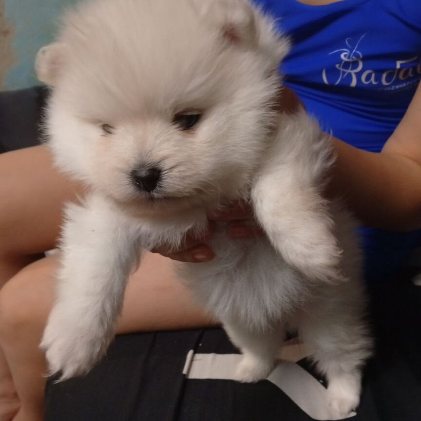 Померанский шпиц, щенок