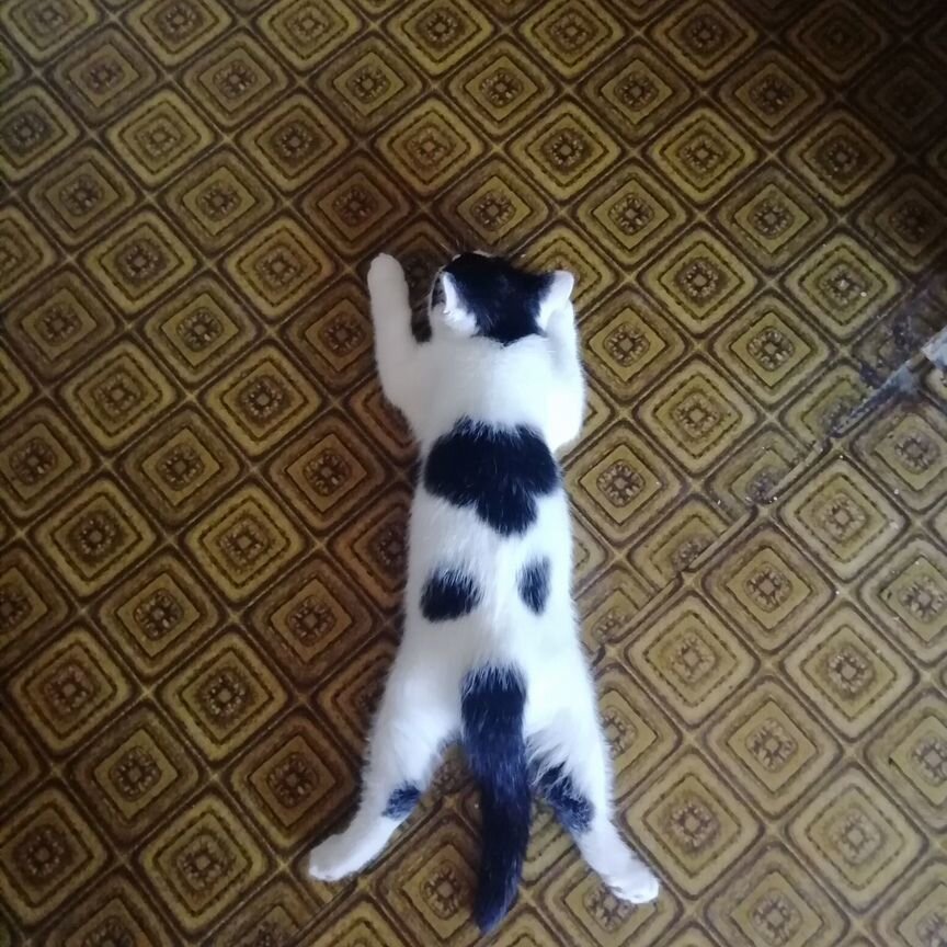 Отдам бесплатно котенка