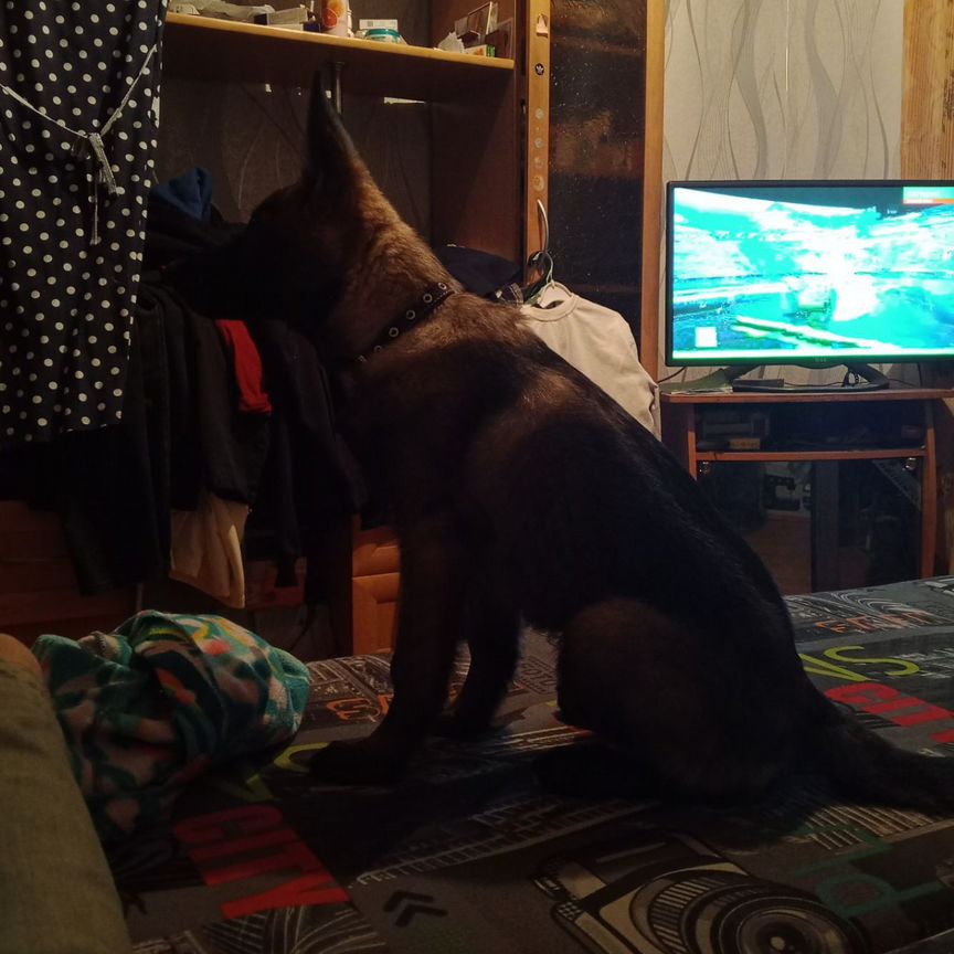 Немецкая овчарка, щенок