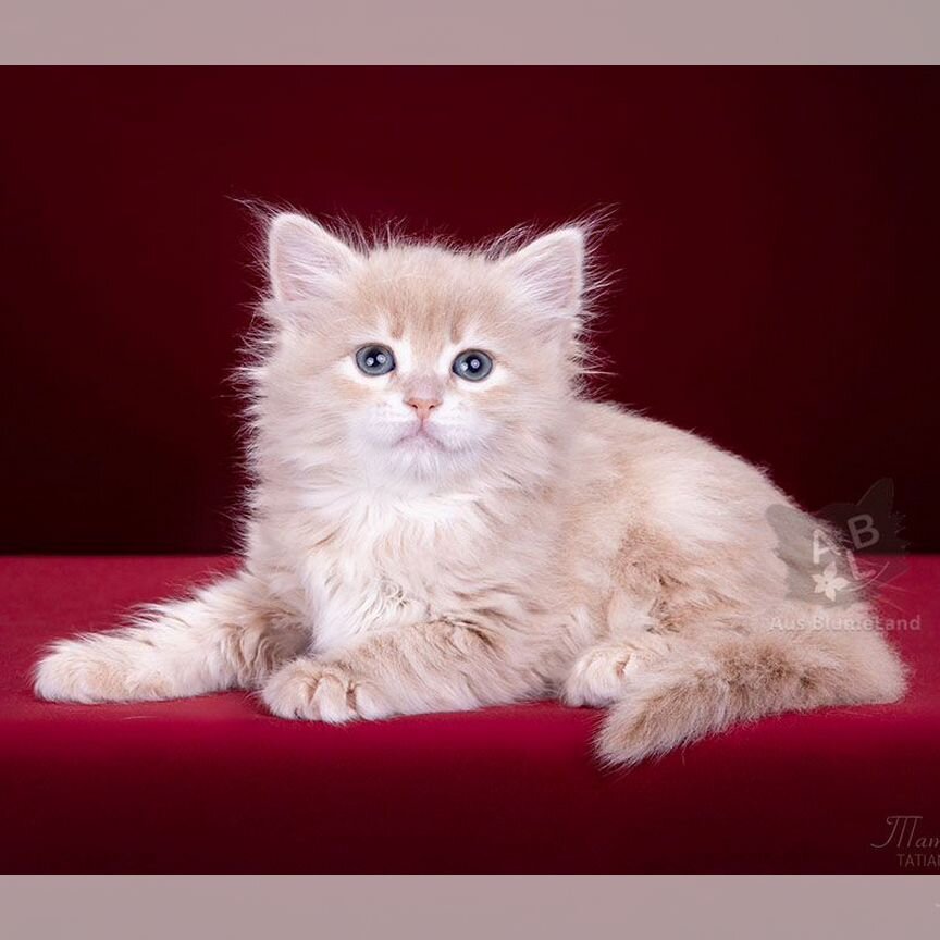 Сибирский котенок мальчик