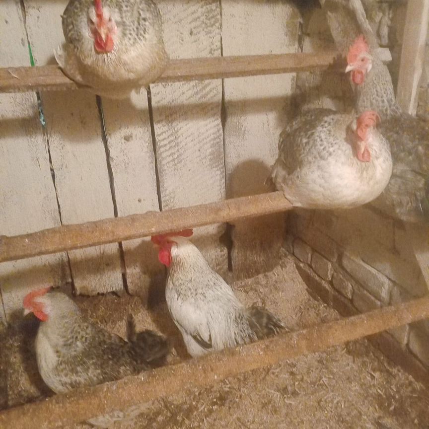 Ин.яйцо от кур барковская