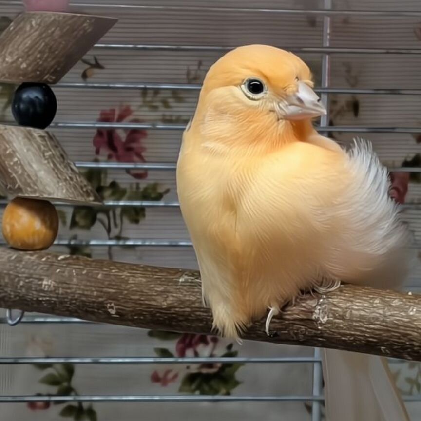 Кенара и канарейки