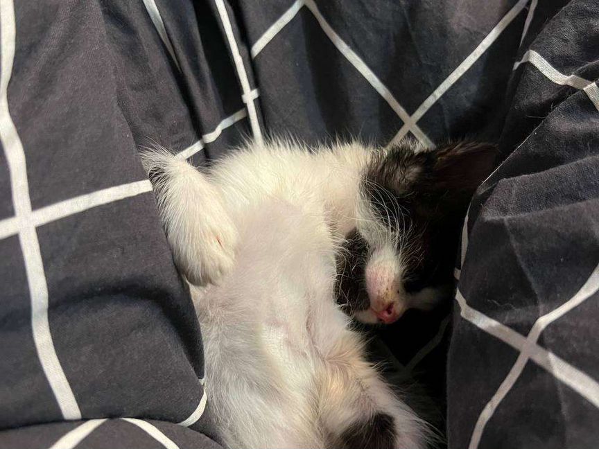 Кошки в добрые руки