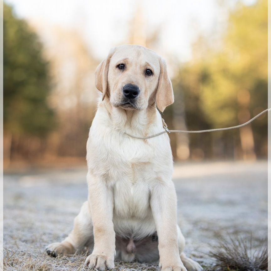 Лабрадор-ретривер, щенок