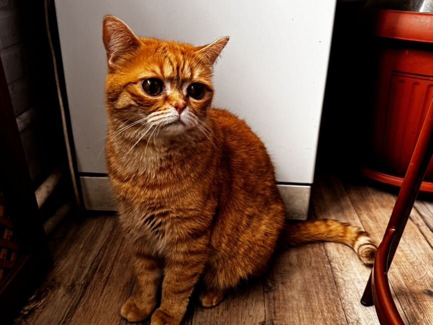 Котик Женечка в добрые ручки