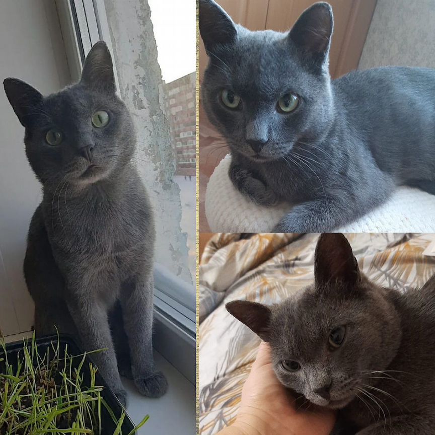 Котик в семью