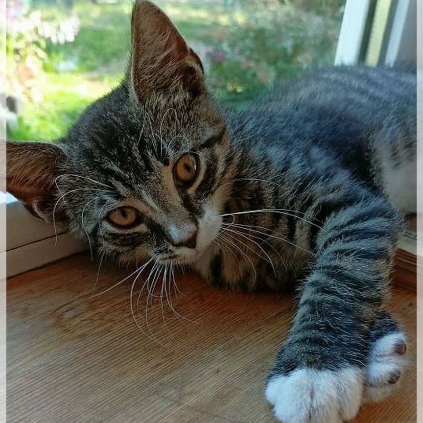 Милый ласковый котëнок в добрые руки