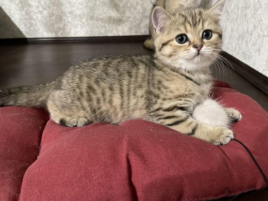 Британские котята