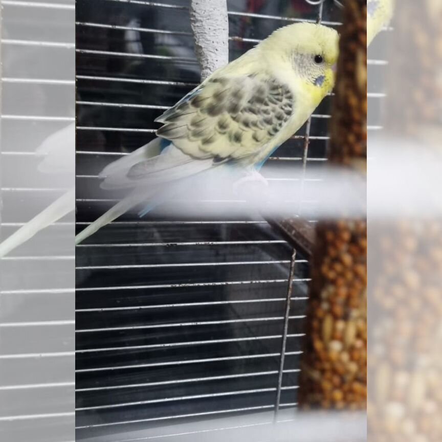 Волнистый попугай с клеткой