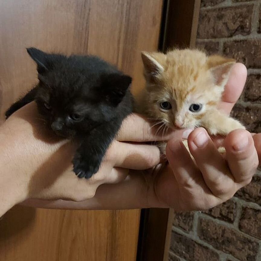 Котята в добрые руки