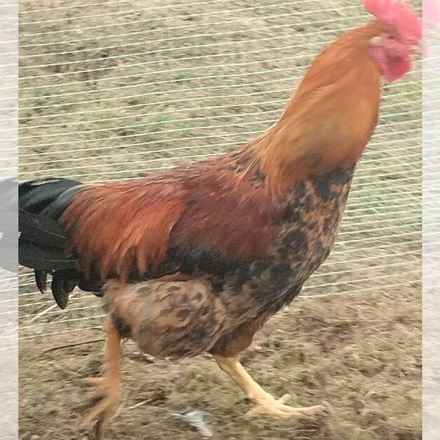 Петух кучинская порода