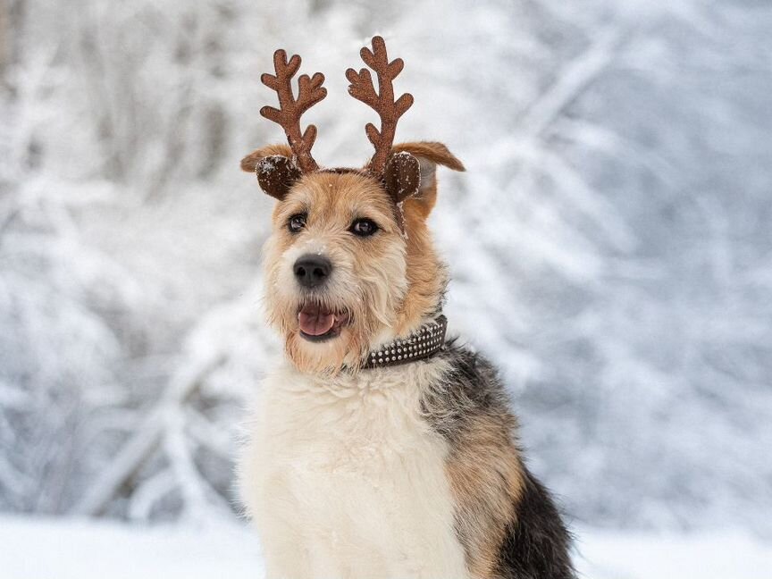 Трехцветная собачка в добрые руки