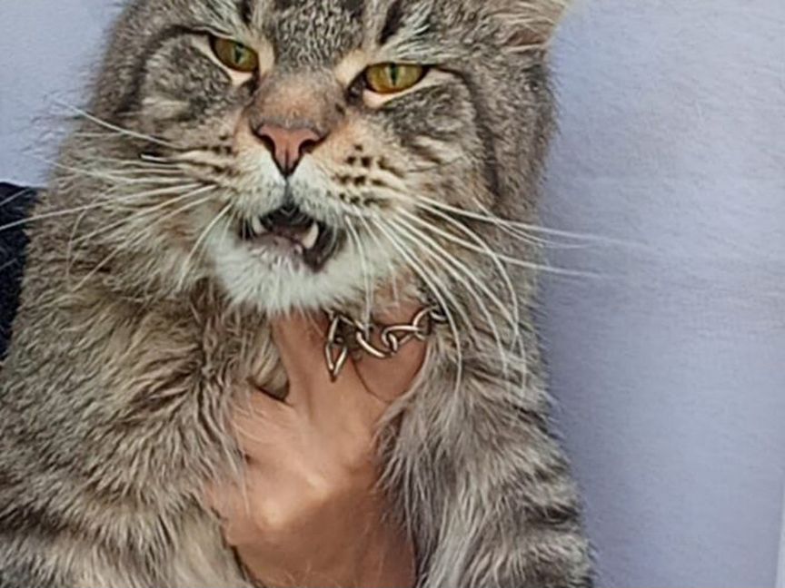 Мейн-кун, котята, кунята