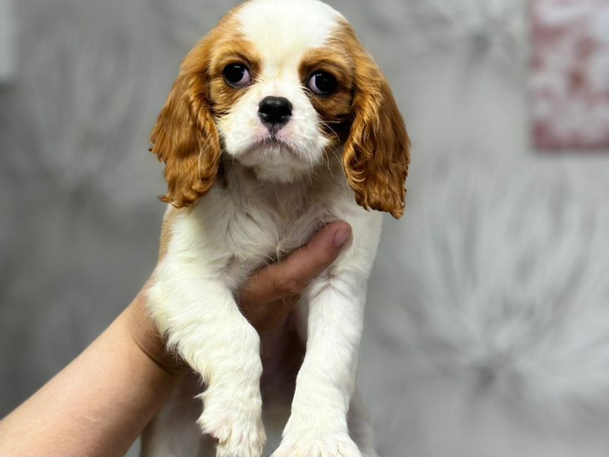Красотки Кавалер Кинг Чарльз Спаниель