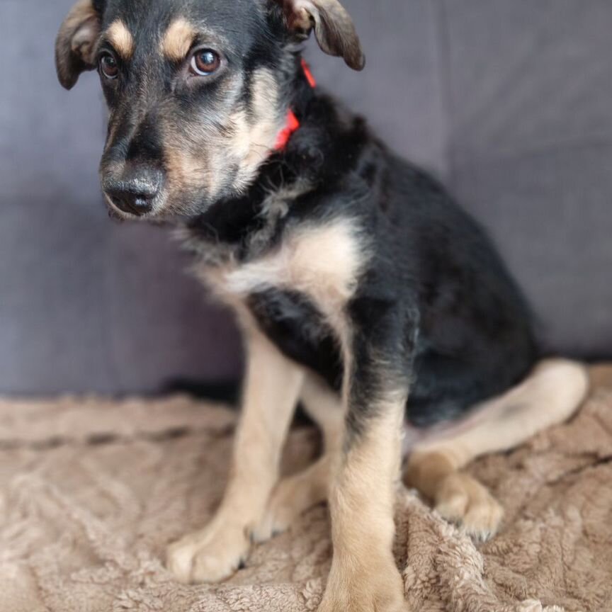 Щенок в добрые руки бесплатно мальчик