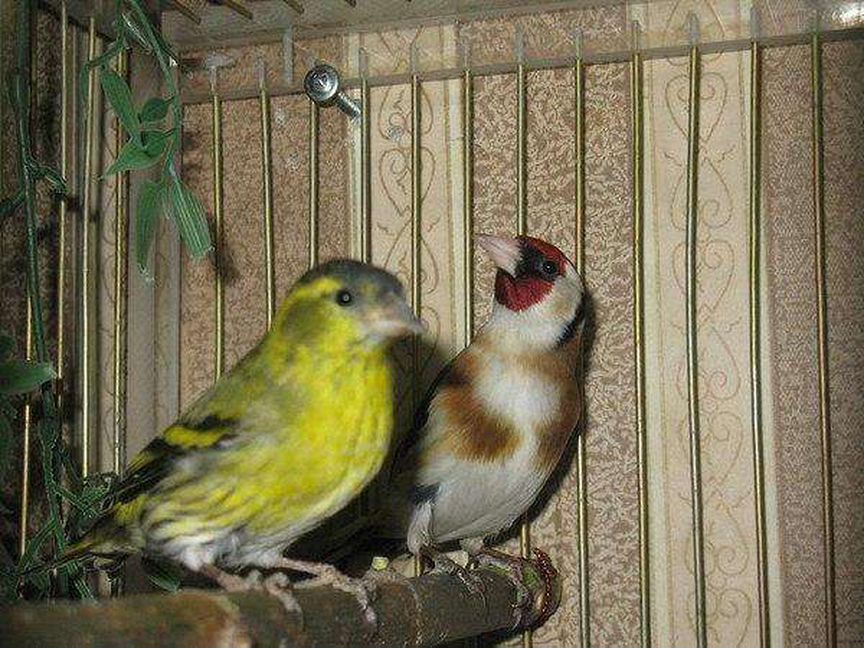 Продам щегла, чижа