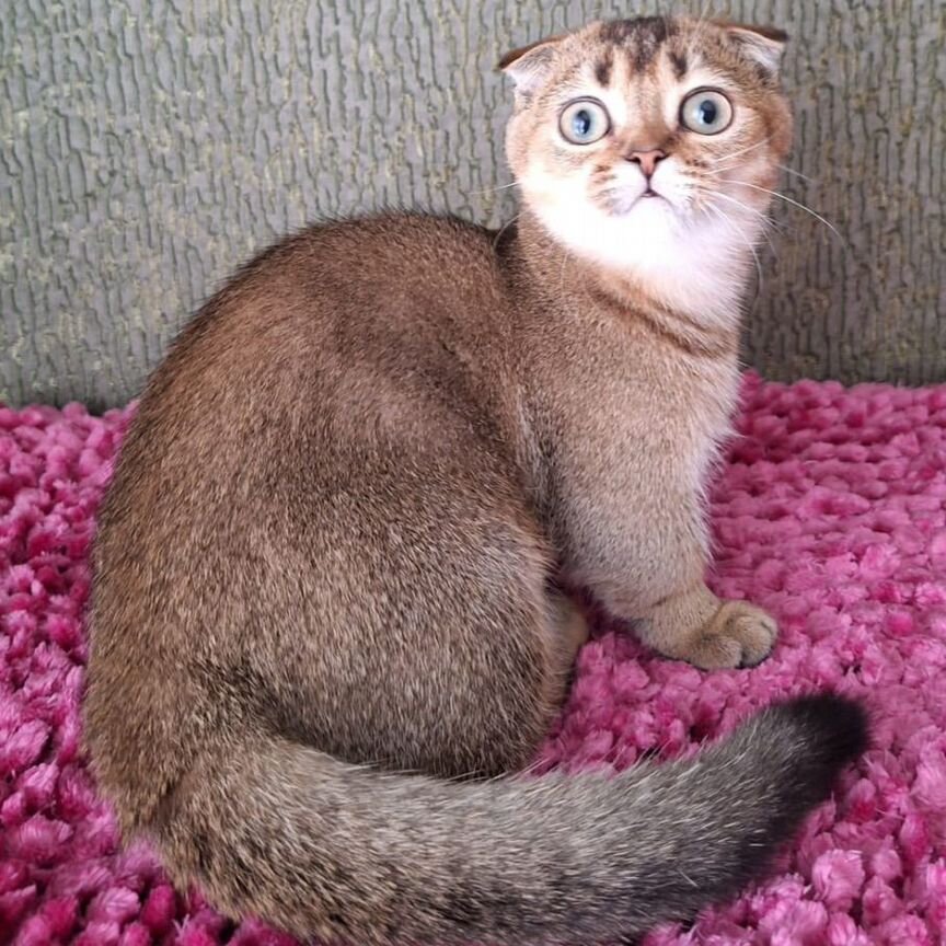 Кошечка манчикин на коротких лапках