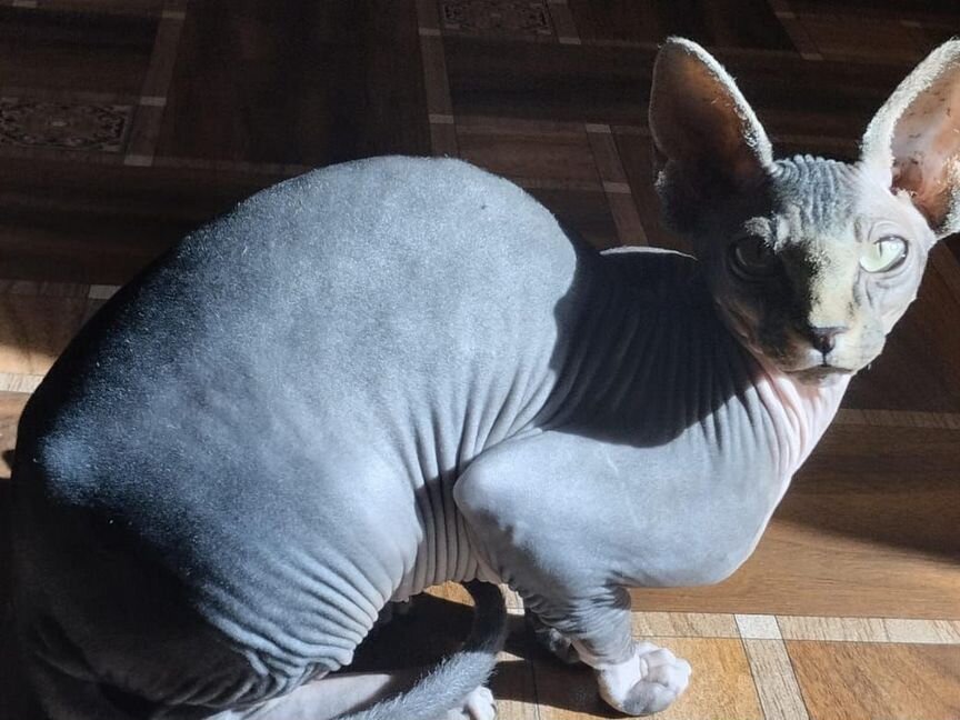 Канадский сфинкс девочка