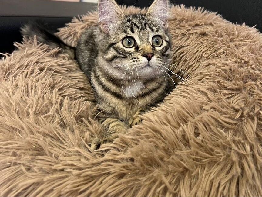 Котенок Вовик ищет дом
