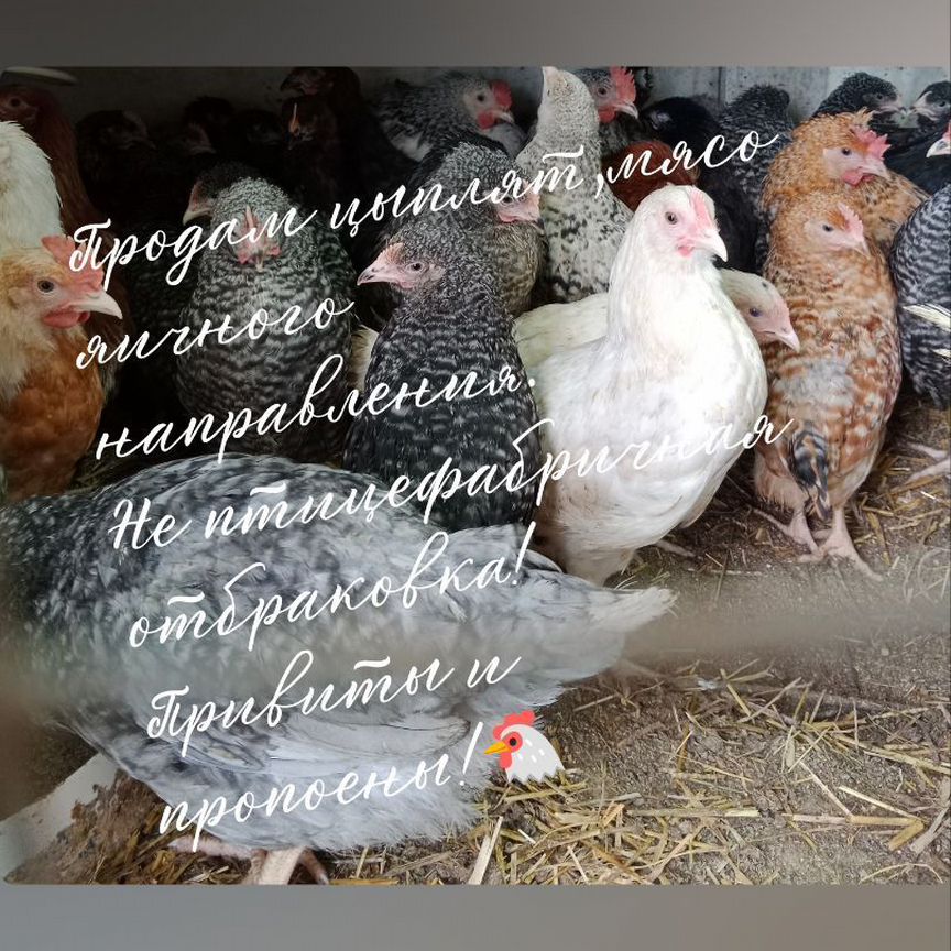 Куры молодки мясо яичного направления