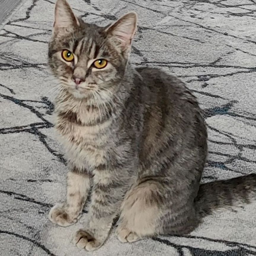 Пиксибоб короткошёрстный котёнок