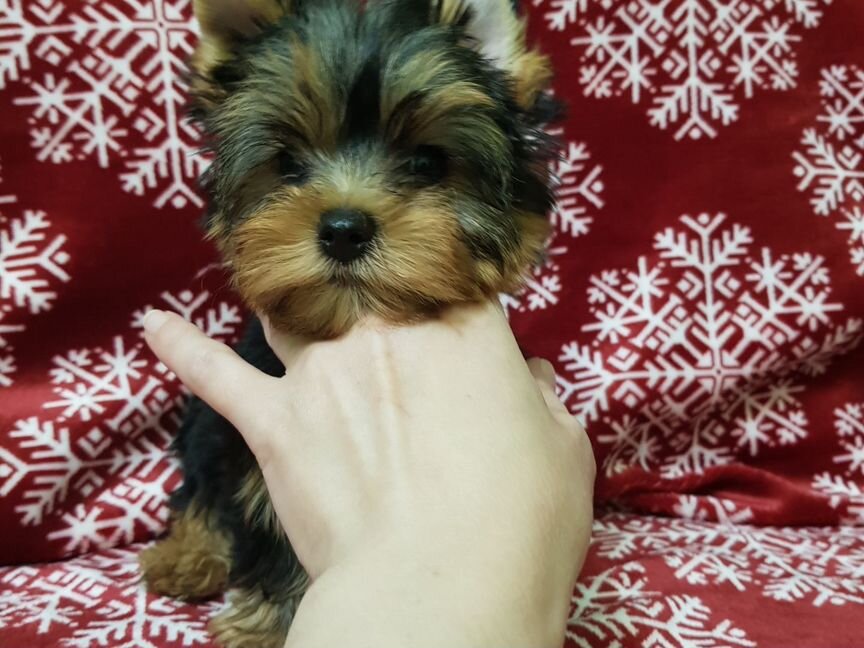 Йоркширский терьер мини девочка