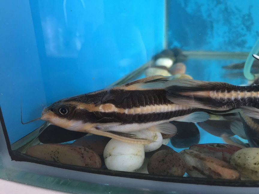 Аквариумные рыбки сомики