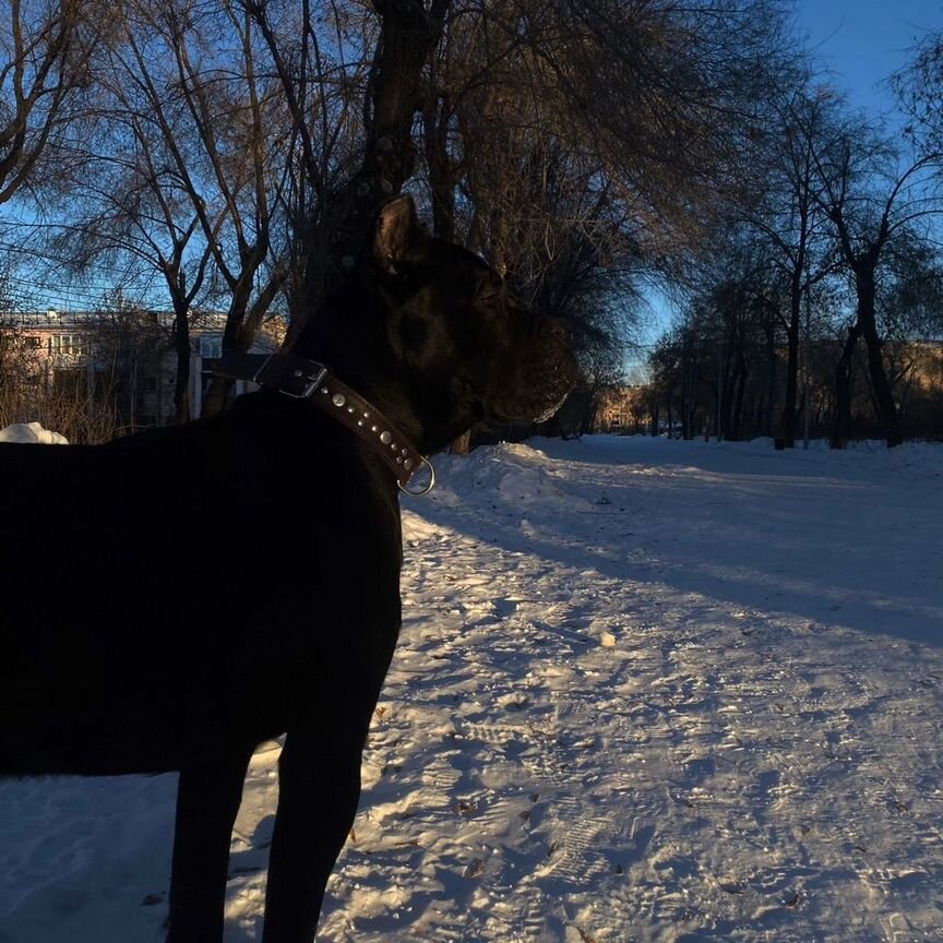 Итальянский Коне корсе