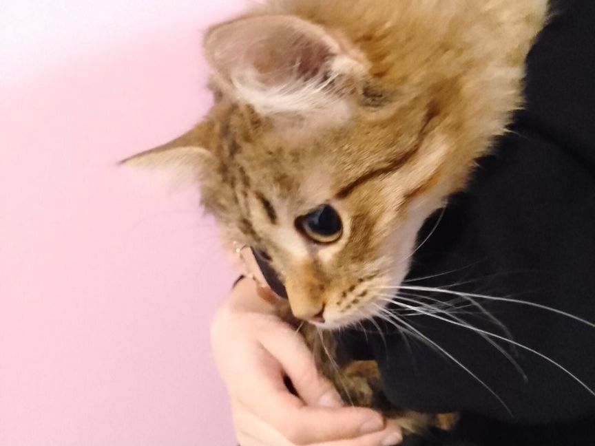 Сибирский котенок