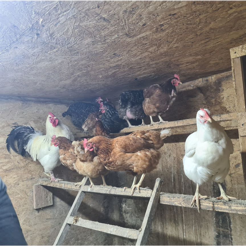 Куры несушки