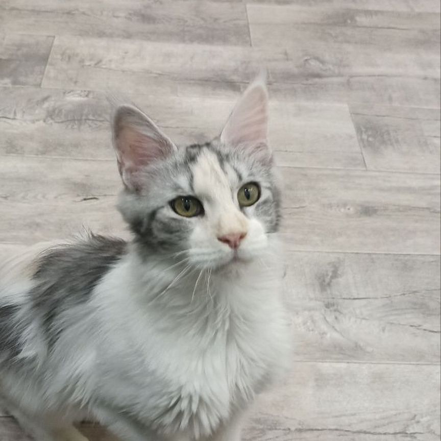 Красавица ищет жениха