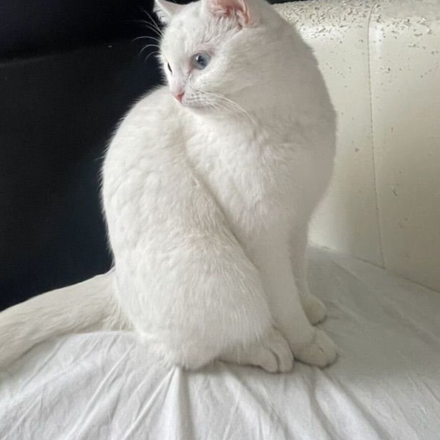 Взрослая, кошка в добрые руки