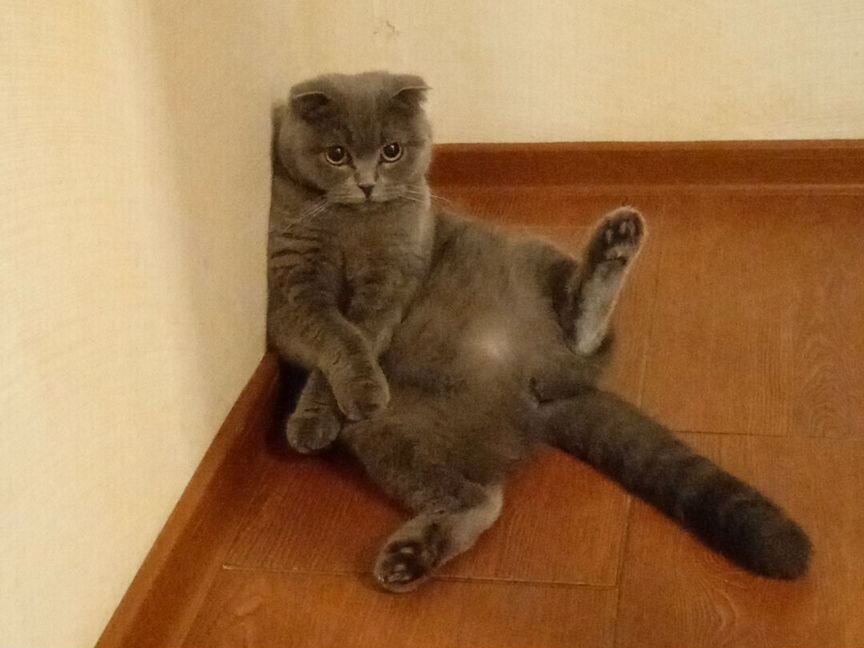 Шотландская вислоухая кошка серая