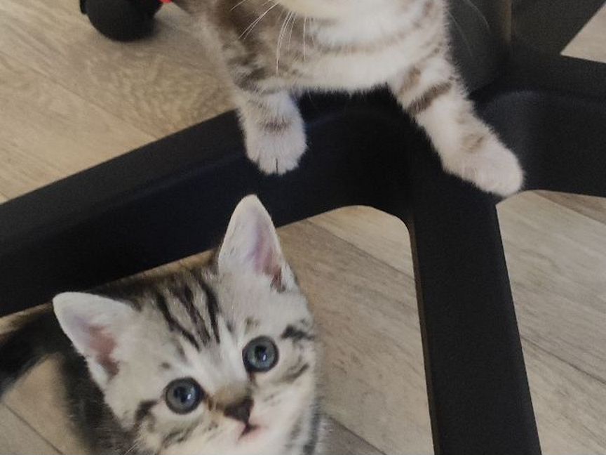 Шотландские котята