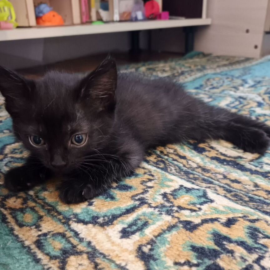 Котята отдам бесплатно
