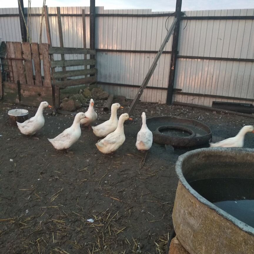 Белые утки живым весом