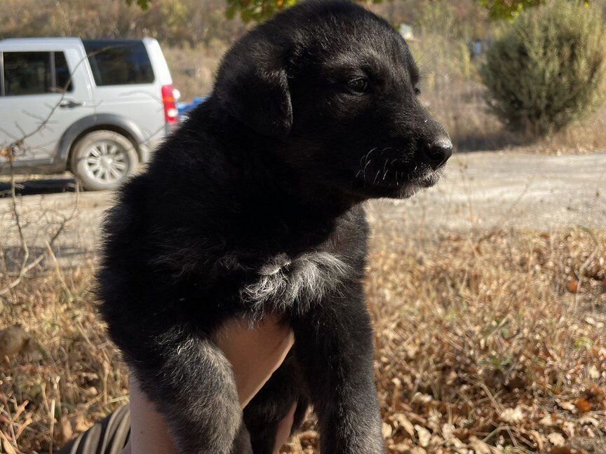 Щенок в добрые руки