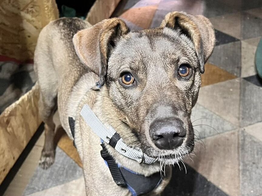 Метис веймаранер ищет дом