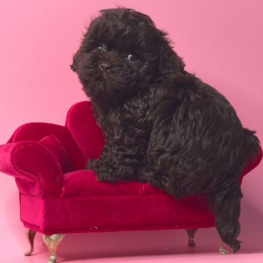 Мальтипу, щенок