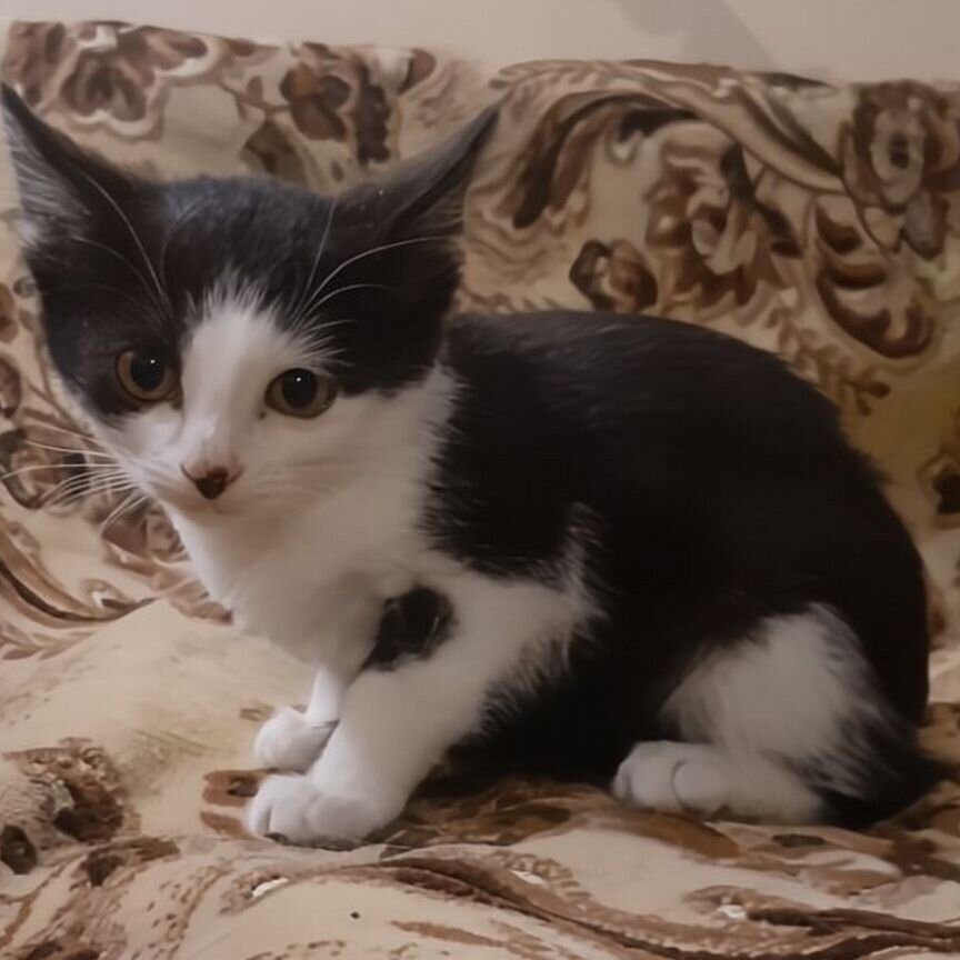 Котенок в добрые руки