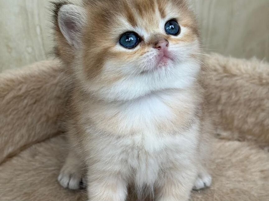 Британская золотая шиншилла