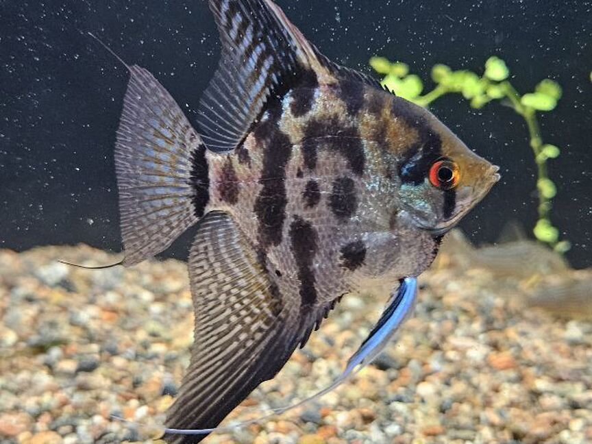 Скалярия пиной клоун