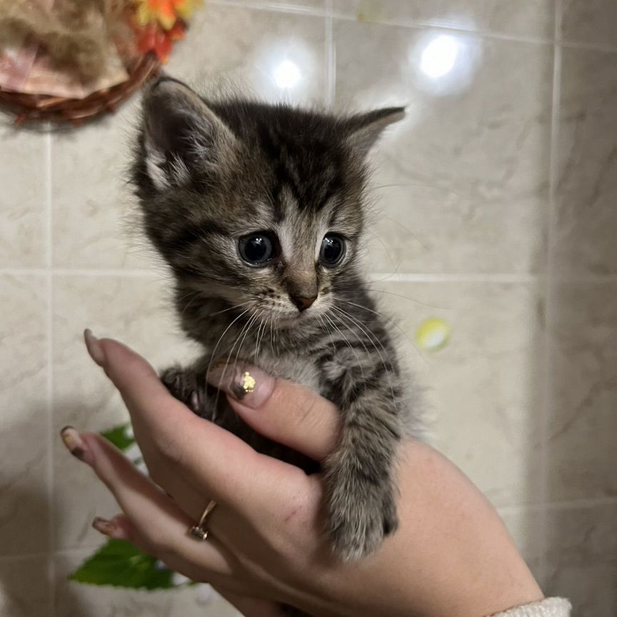 Отдаются котята в добрые руки