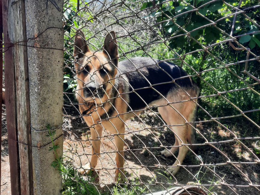 Собака немецкая овчарка