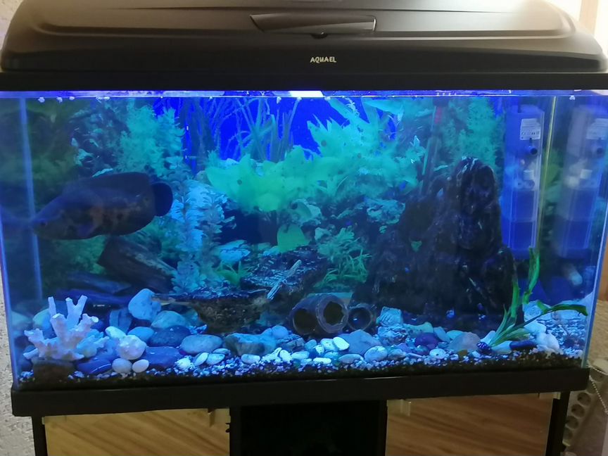 Аквариум с тумбой и рыбками