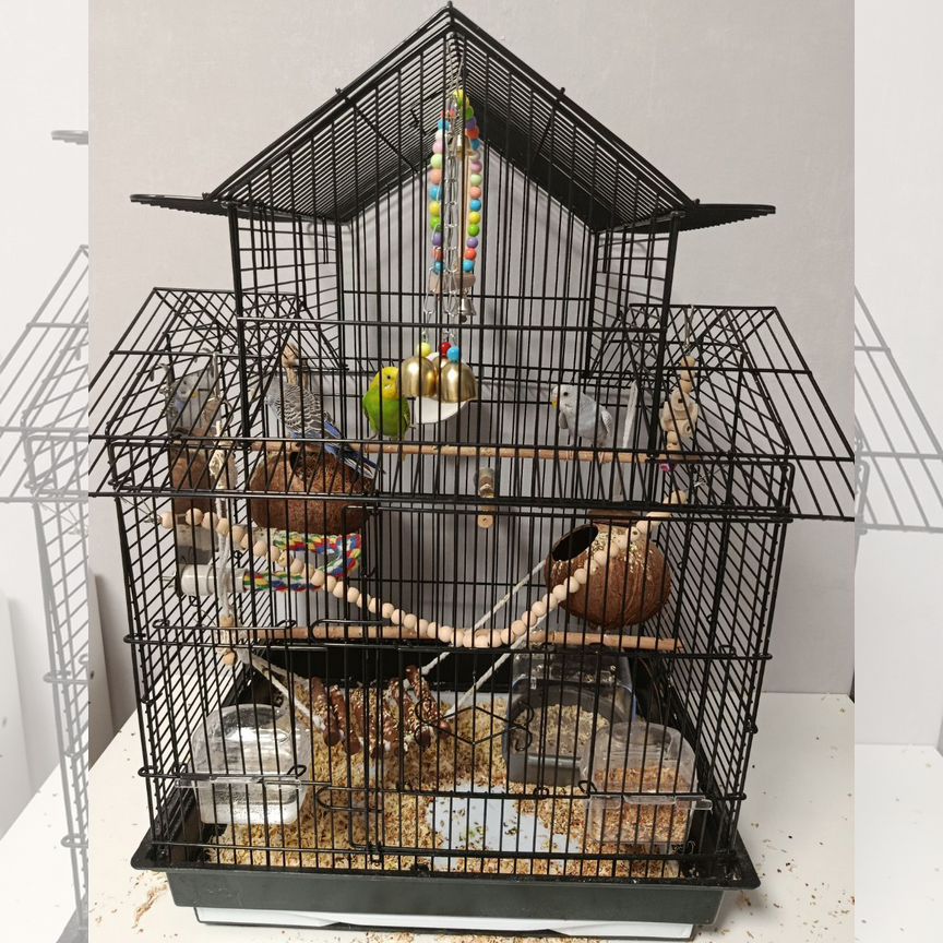 Волнистый попугай с клеткой