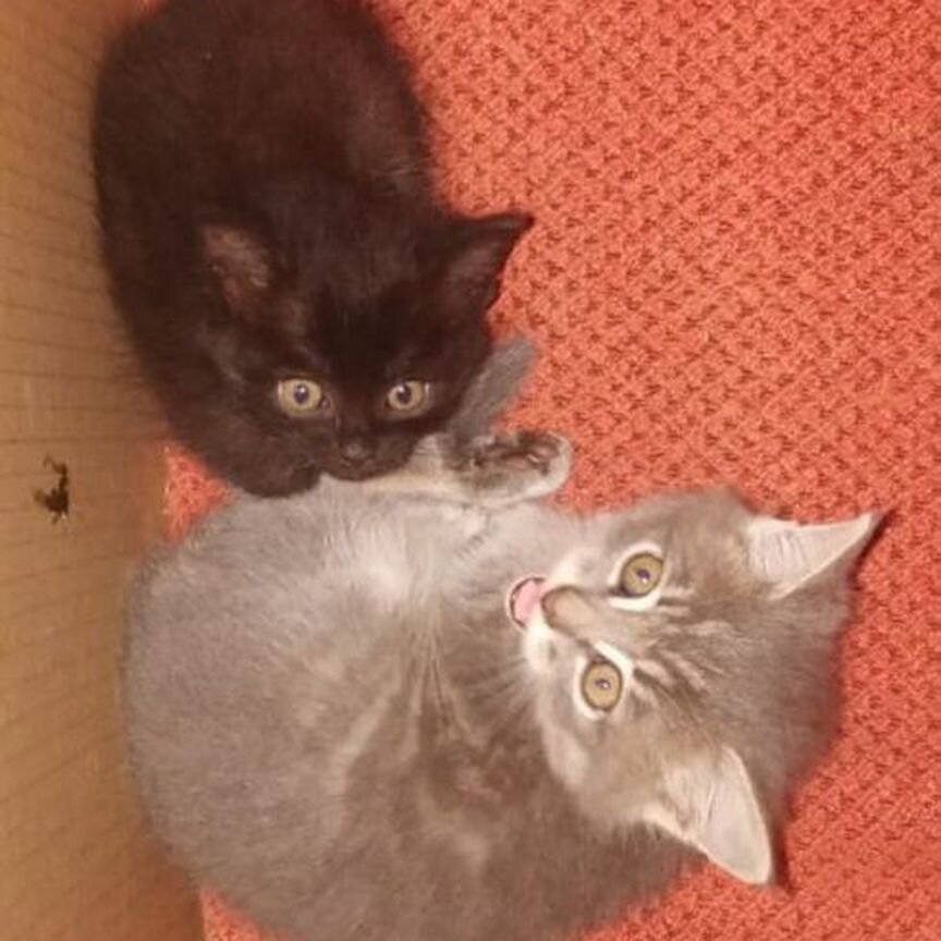 Котята в добрые руки бесплатно