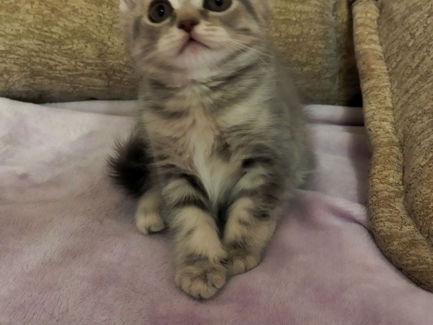 Британская кошечка