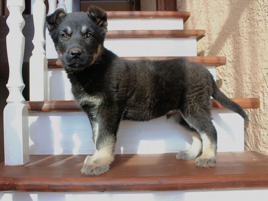 Кобель восточник (без метрики)